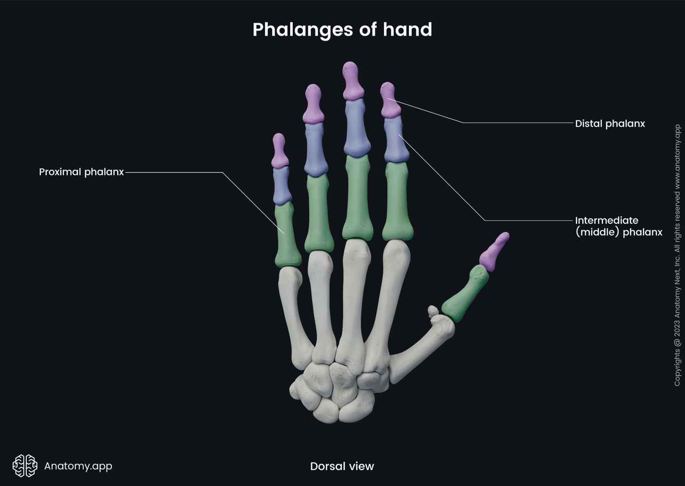 Phalanges of hand (dorsal view) | Anatomy.app