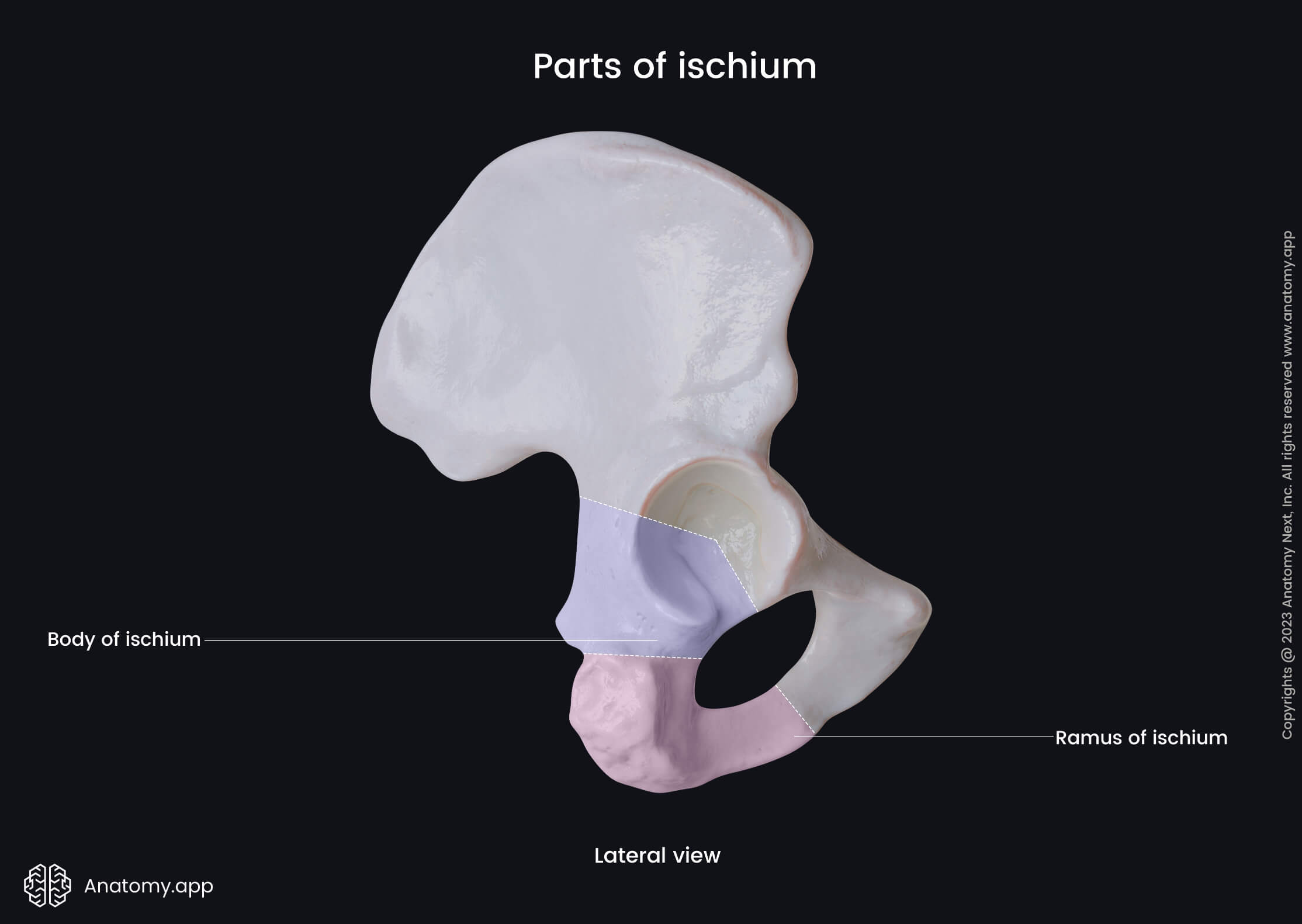 Parts of ischium (lateral view) | Media Library | Anatomy.app | Learn ...