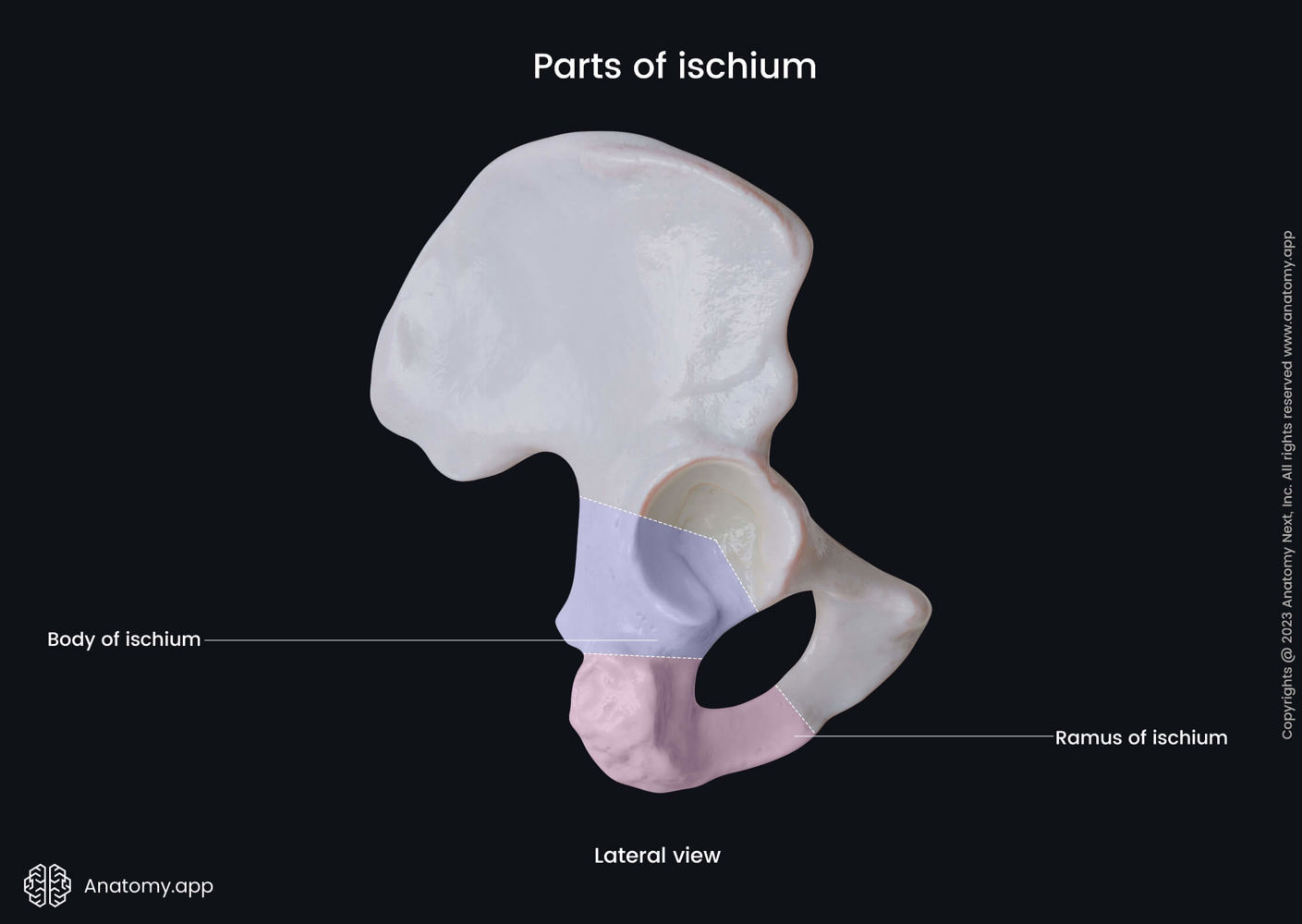 Parts of ischium (lateral view) | Anatomy.app