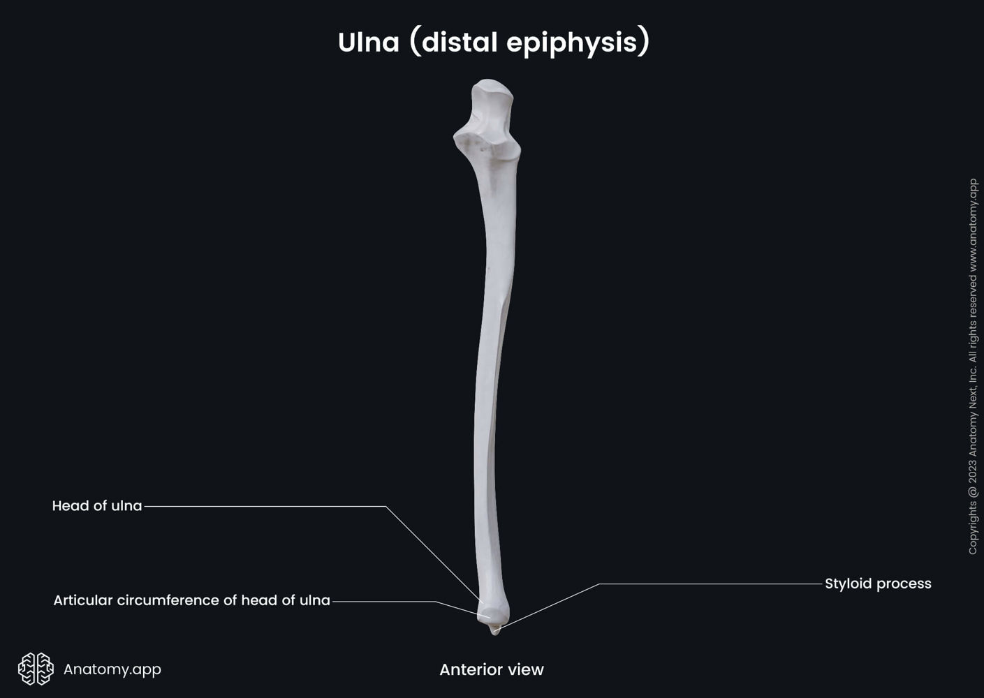 Distal epiphysis of ulna | Anatomy.app