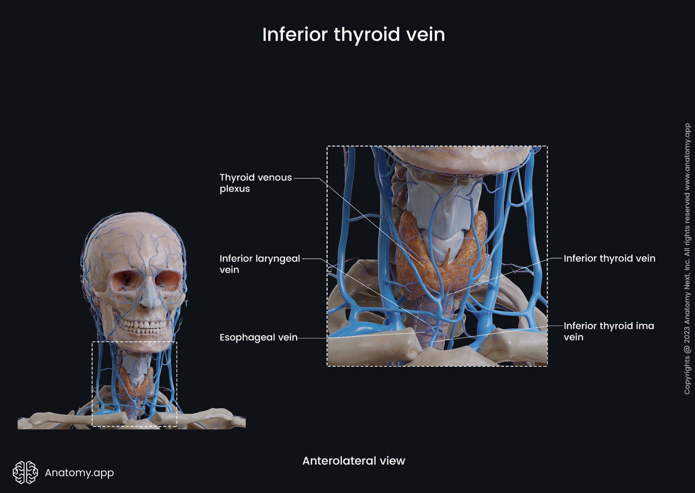 Inferior thyroid vein | Anatomy.app