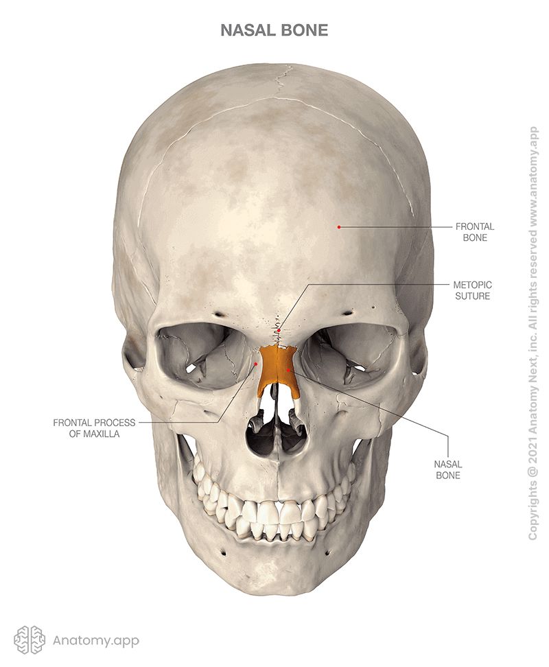 Nasal bones | Anatomy.app