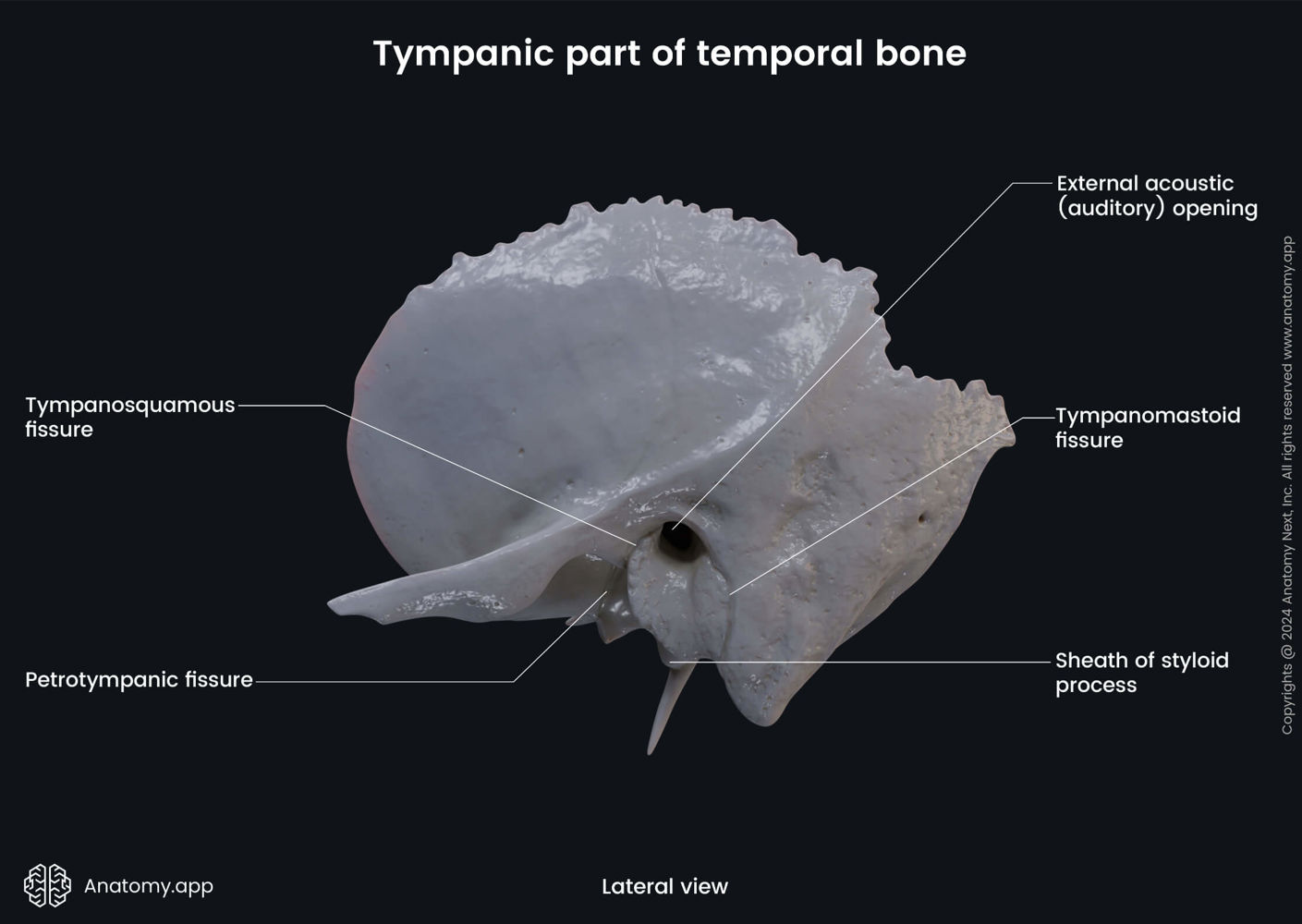 Tympanic part of temporal bone (lateral view) | Anatomy.app
