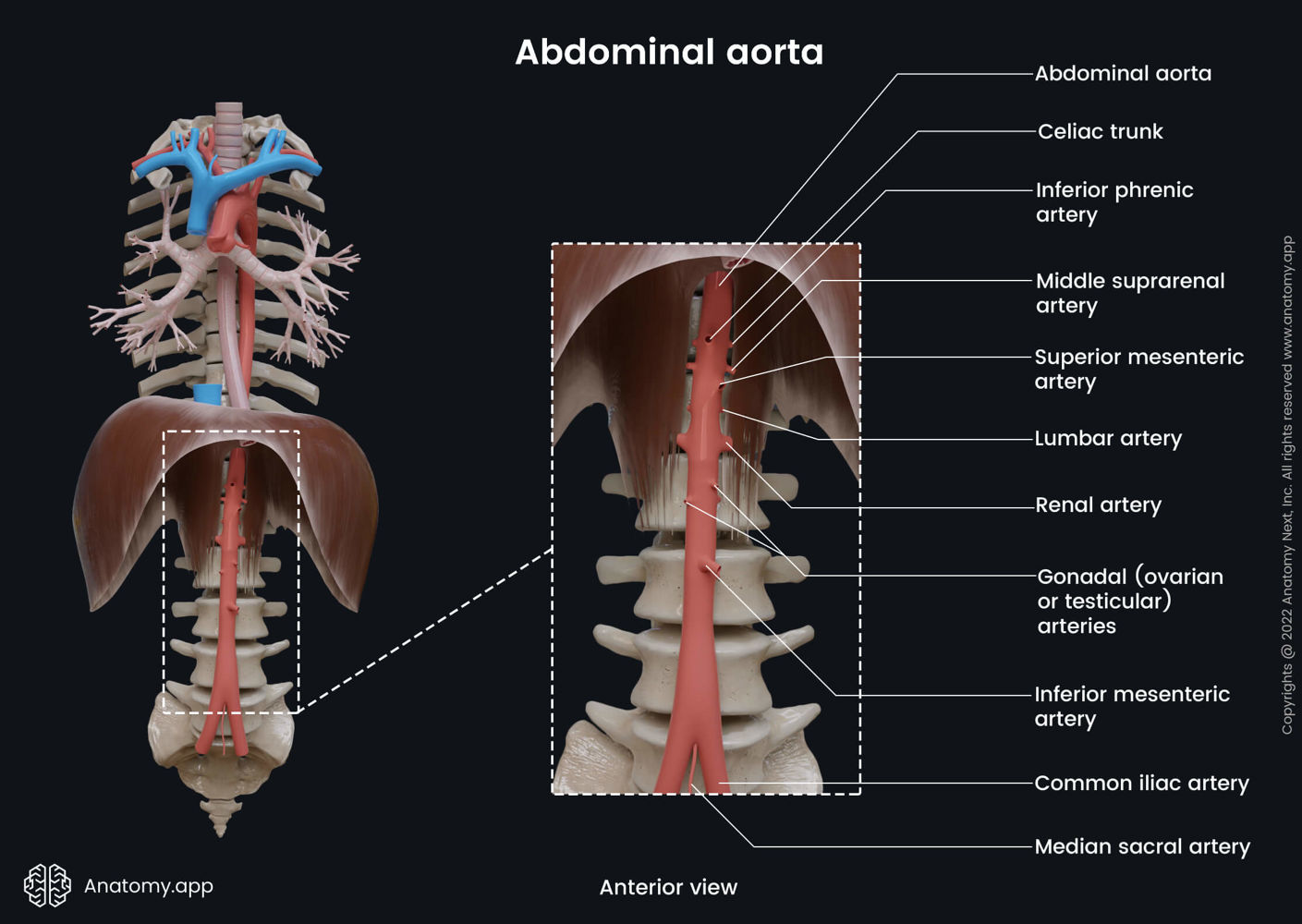Abdominal aorta | Anatomy.app
