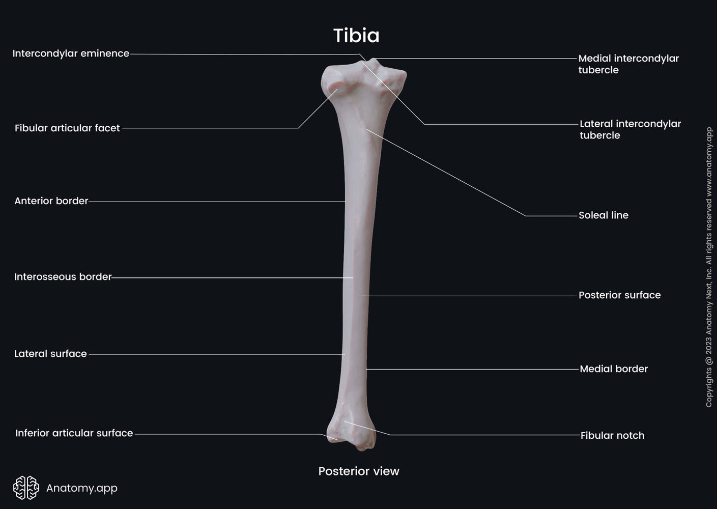 Tibia (posterior view) | Anatomy.app