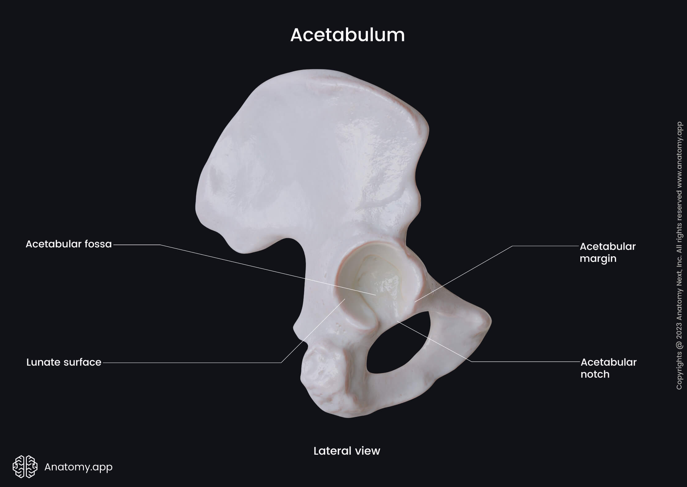 Hip bone | Encyclopedia | Anatomy.app | Learn anatomy | 3D models ...
