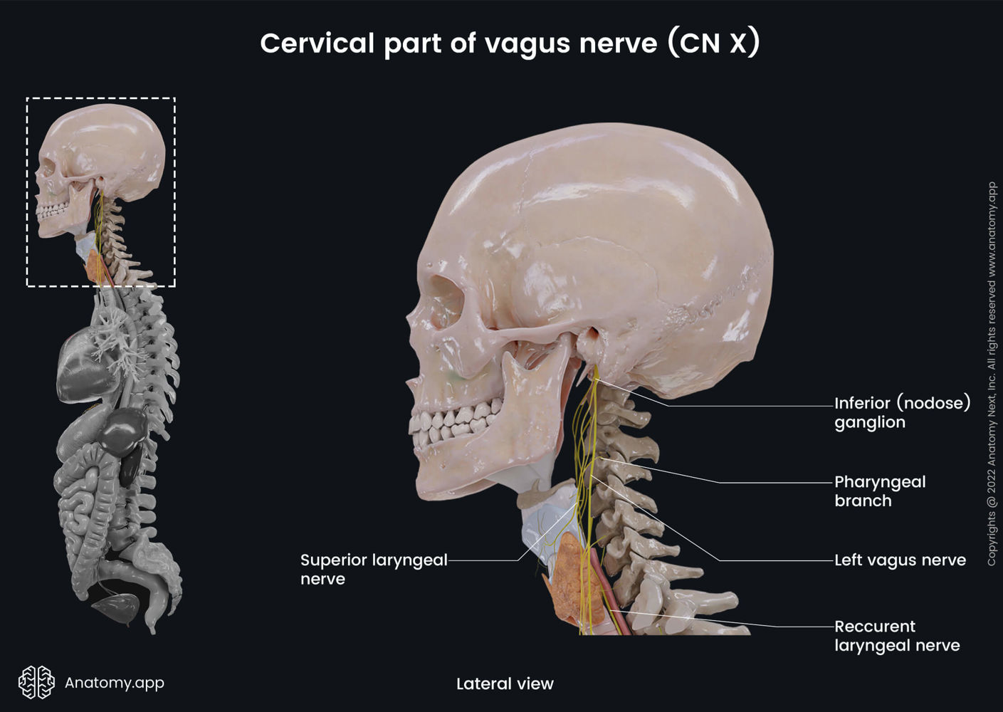 Cervical part of vagus nerve (CN X) | Anatomy.app