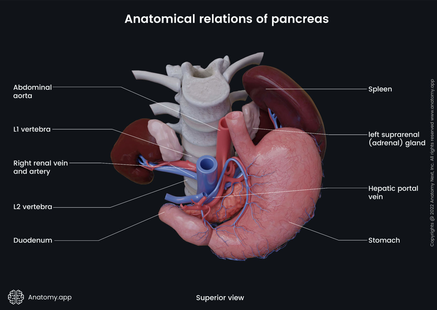 Anatomical relations of pancreas (superior view) | Anatomy.app