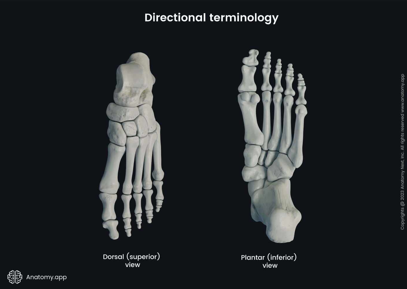 Directional terminology (dorsal, plantar) | Anatomy.app