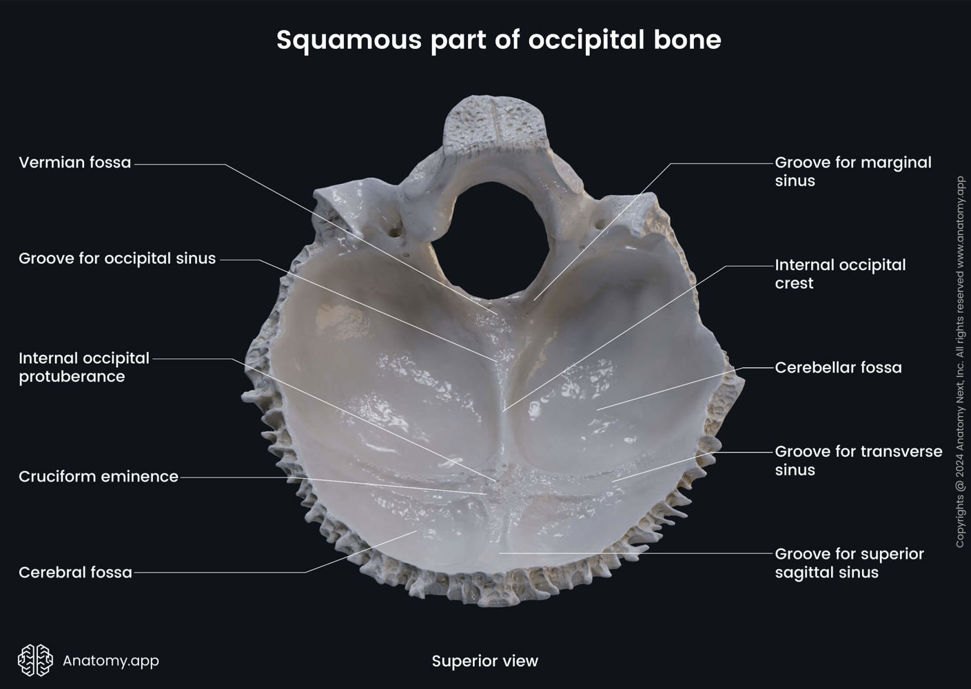 Squamous Part Of Occipital Bone Superior View Anatomy App