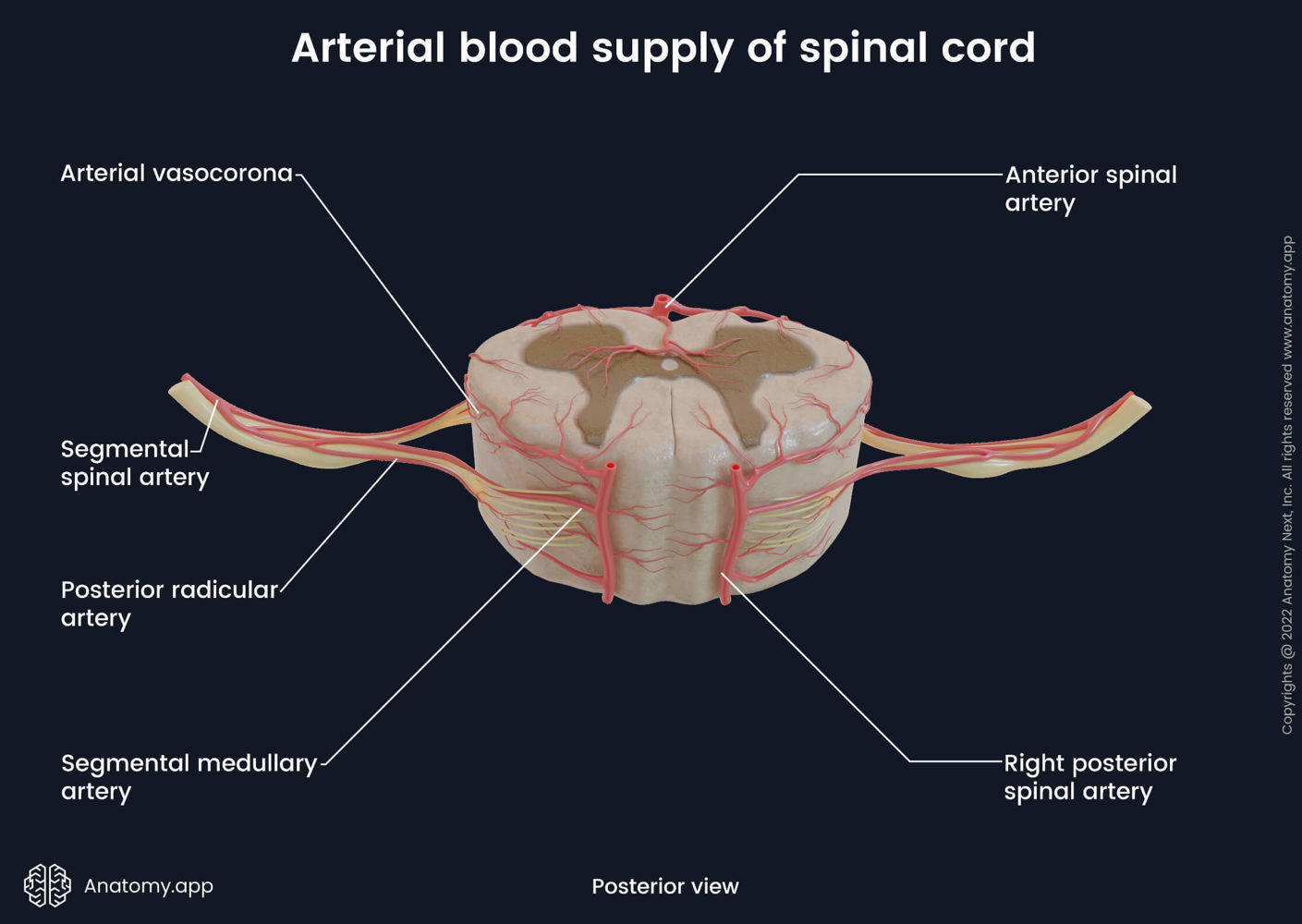 Arterial blood supply of spinal cord (posterior view) | Anatomy.app