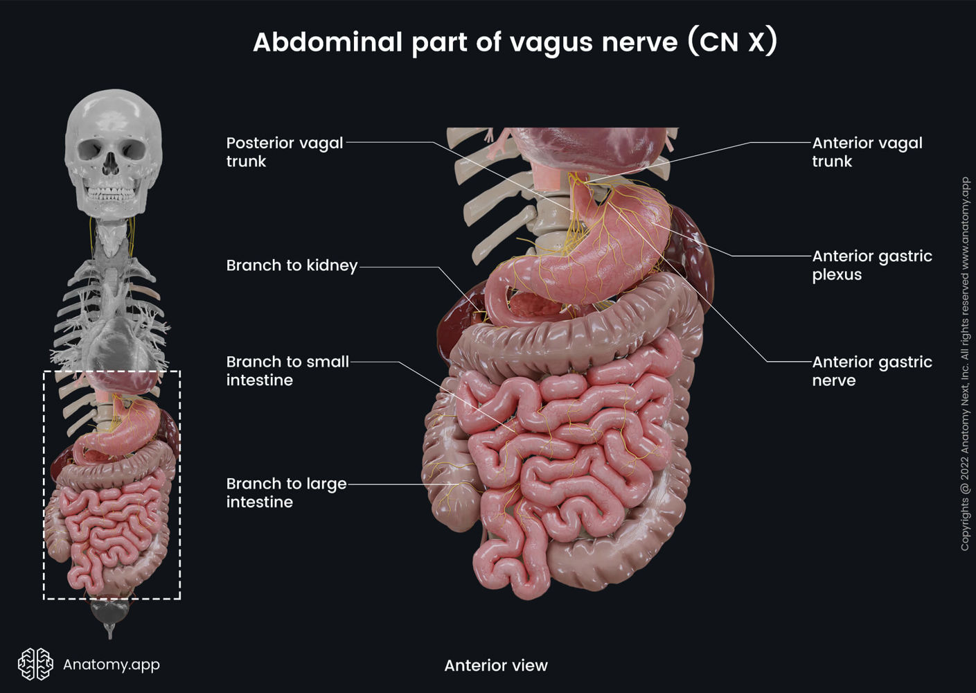 Abdominal part of vagus nerve (CN X) | Anatomy.app