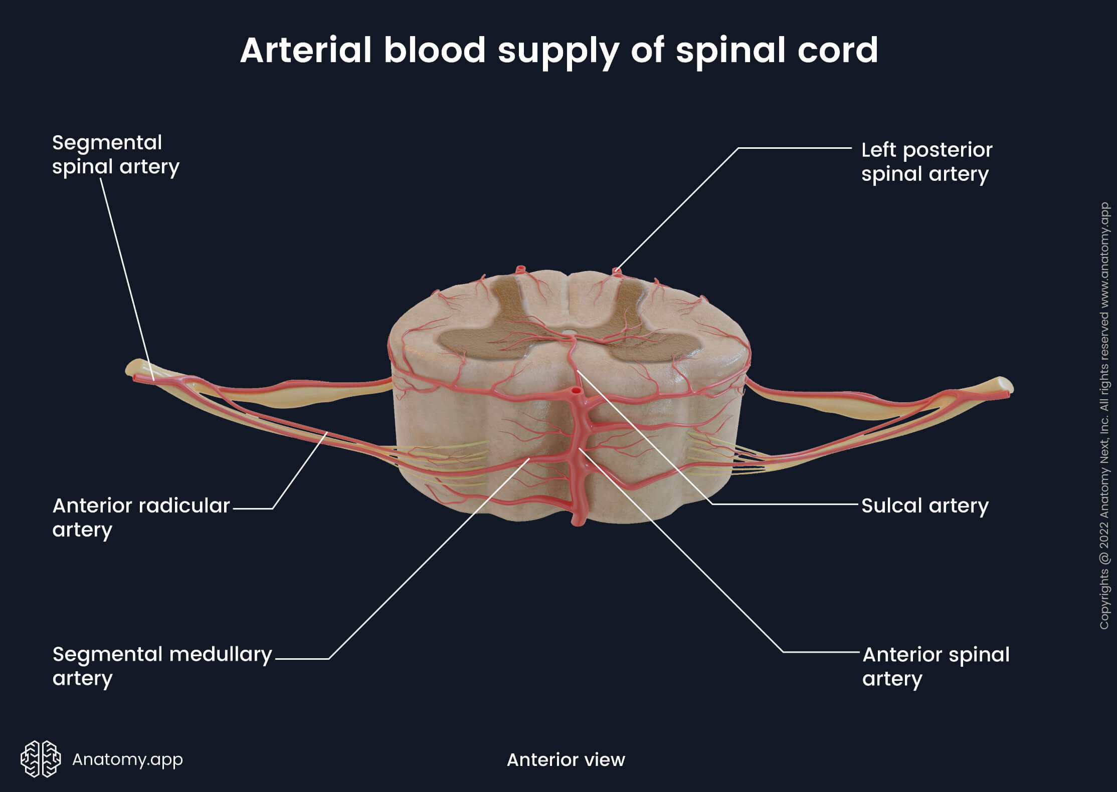 Spinal cord | Encyclopedia | Anatomy.app | Learn anatomy | 3D models ... Spinal cord | Encyclopedia | Anatomy.app | Learn anatomy | 3D models ...