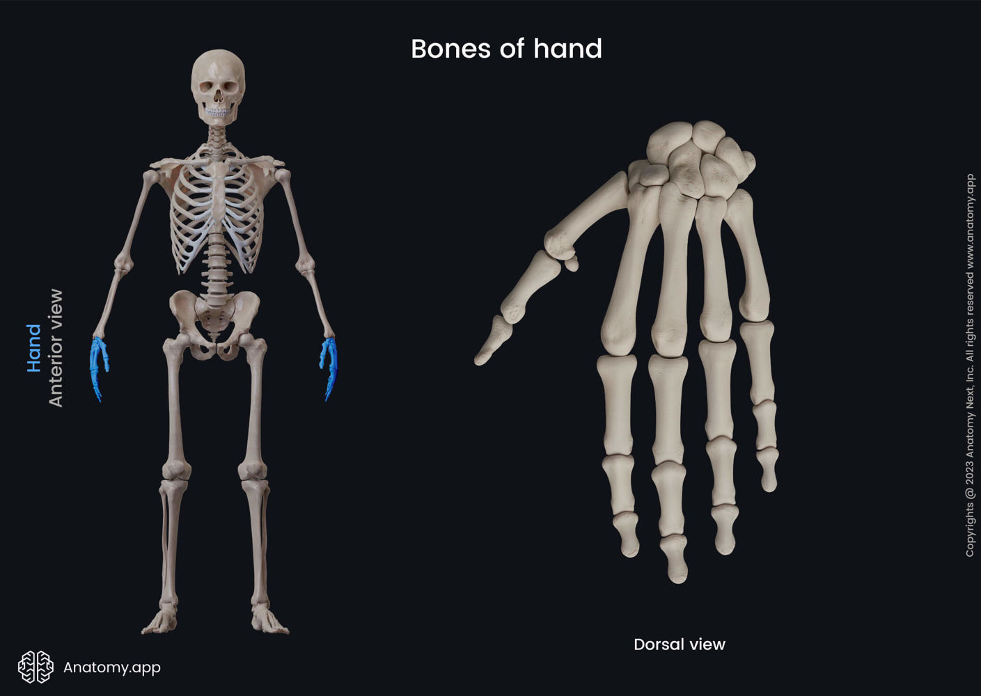 Bones of hand | Anatomy.app
