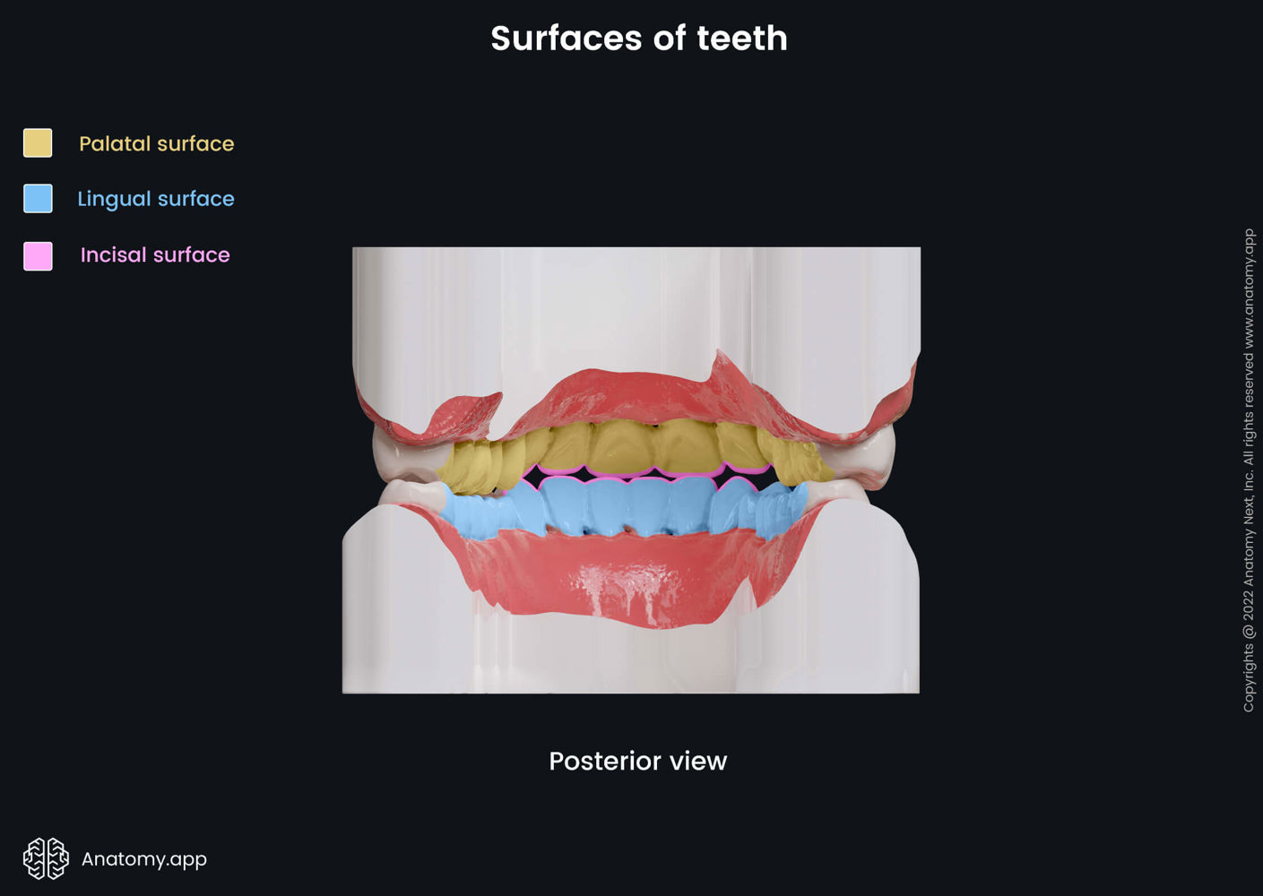 Surfaces of teeth (posterior view) | Anatomy.app