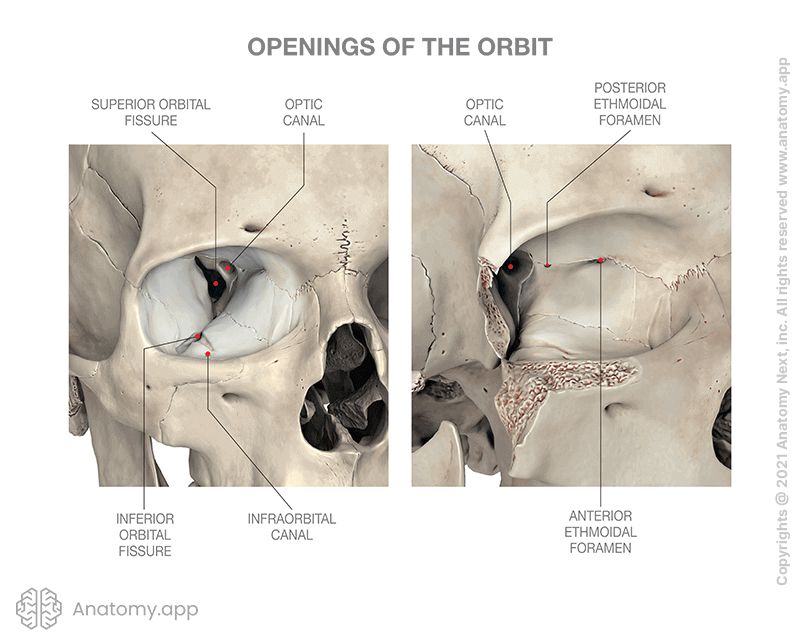Openings of orbit | Anatomy.app