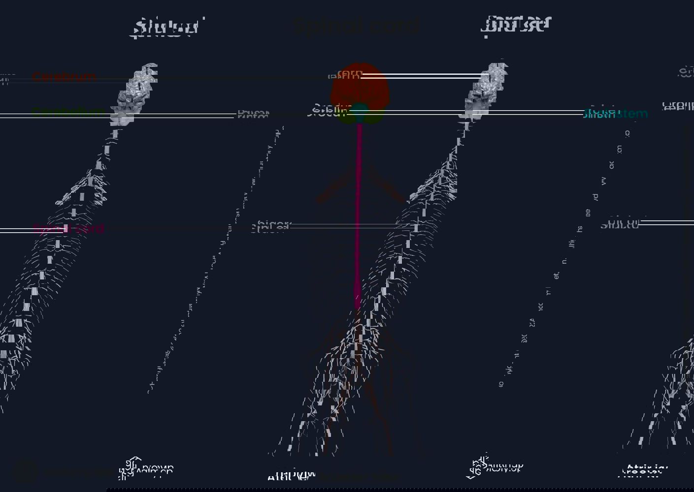 Spinal cord | Anatomy.app