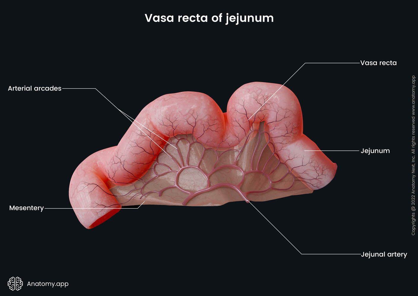 Vasa recta of jejunum | Anatomy.app