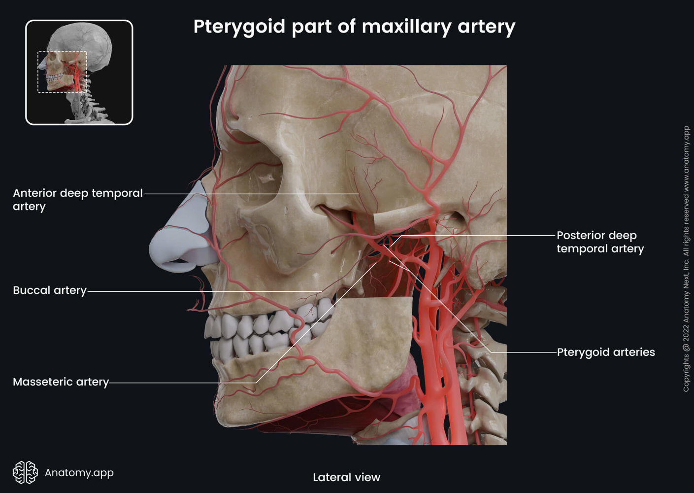 Pterygoid part of maxillary artery | Anatomy.app