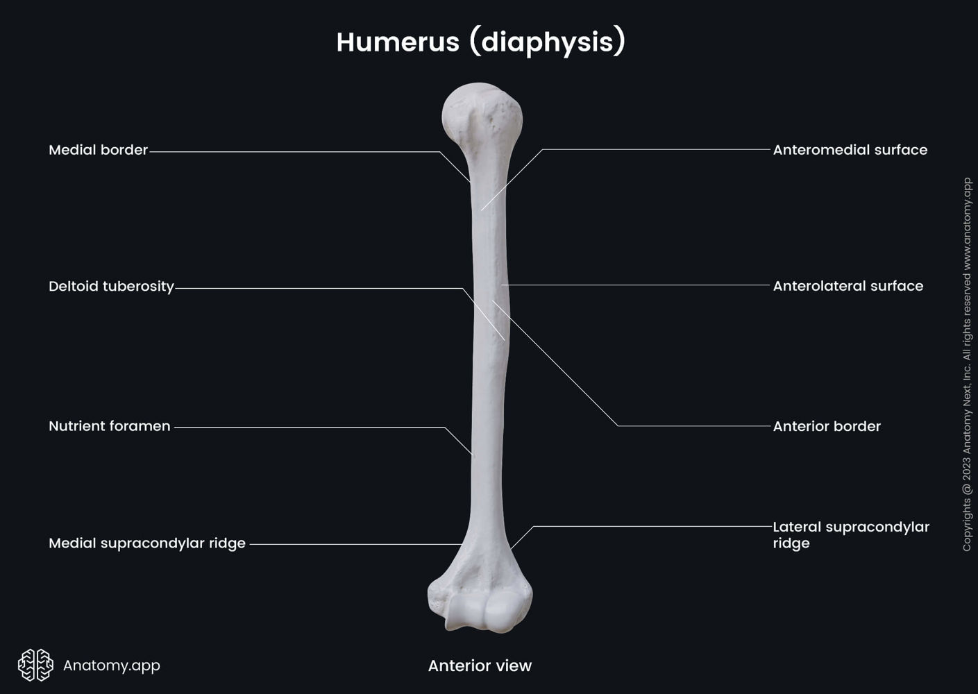 Diaphysis of humerus (anterior view) | Anatomy.app