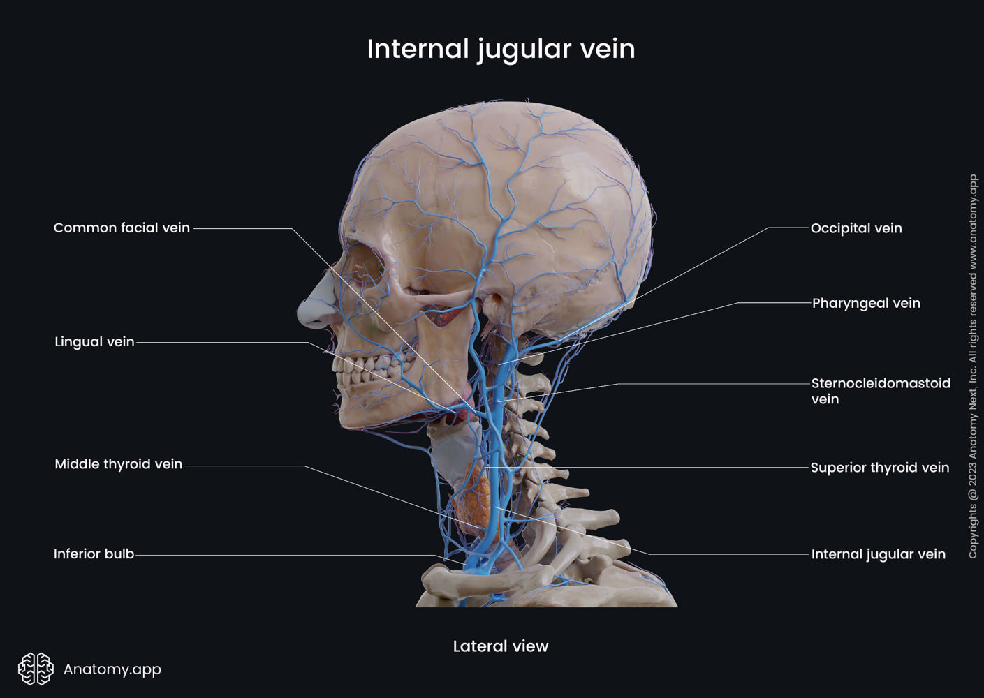 Internal jugular vein (lateral view) | Anatomy.app