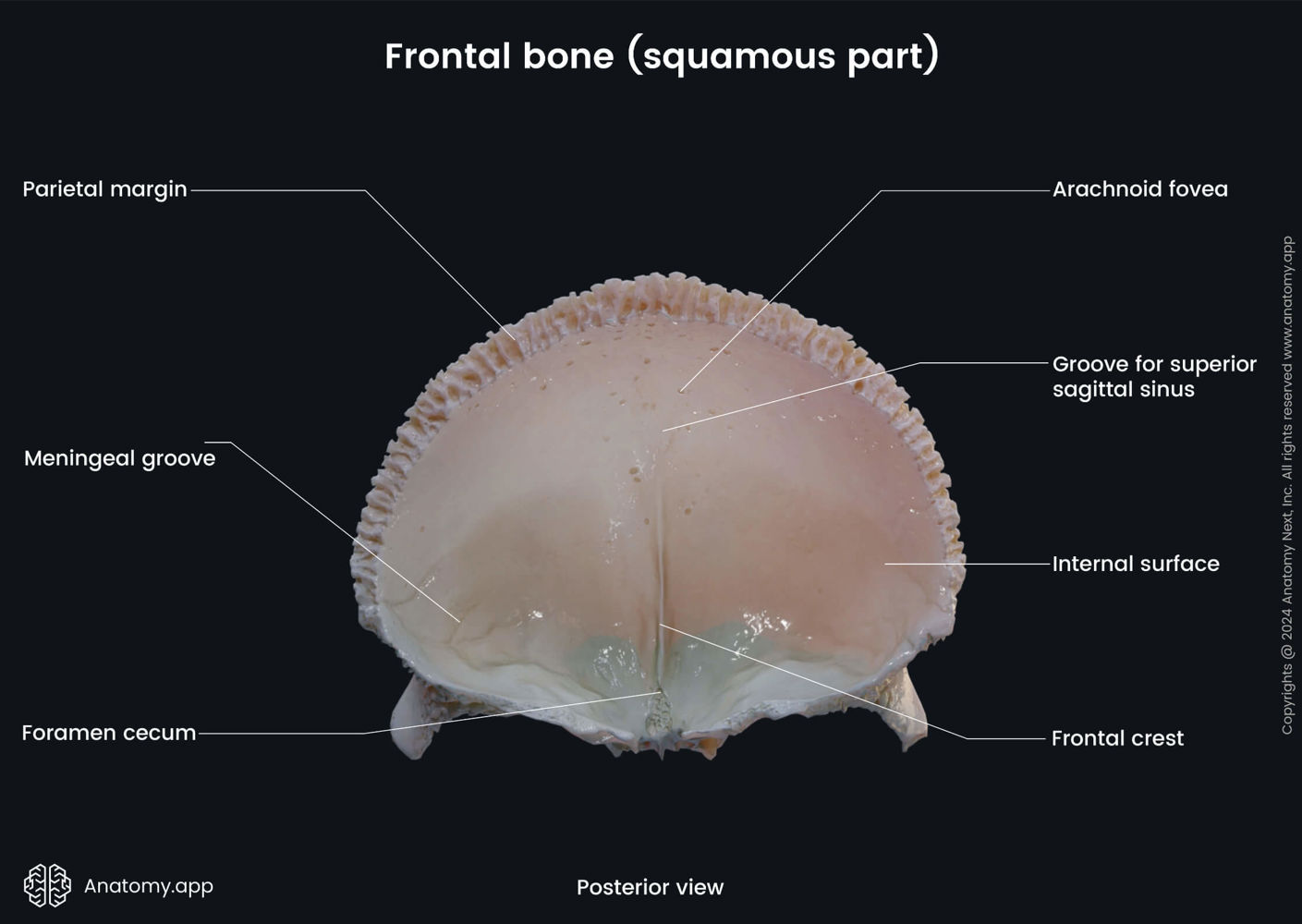 Landmarks of frontal bone (squamous part) | Anatomy.app