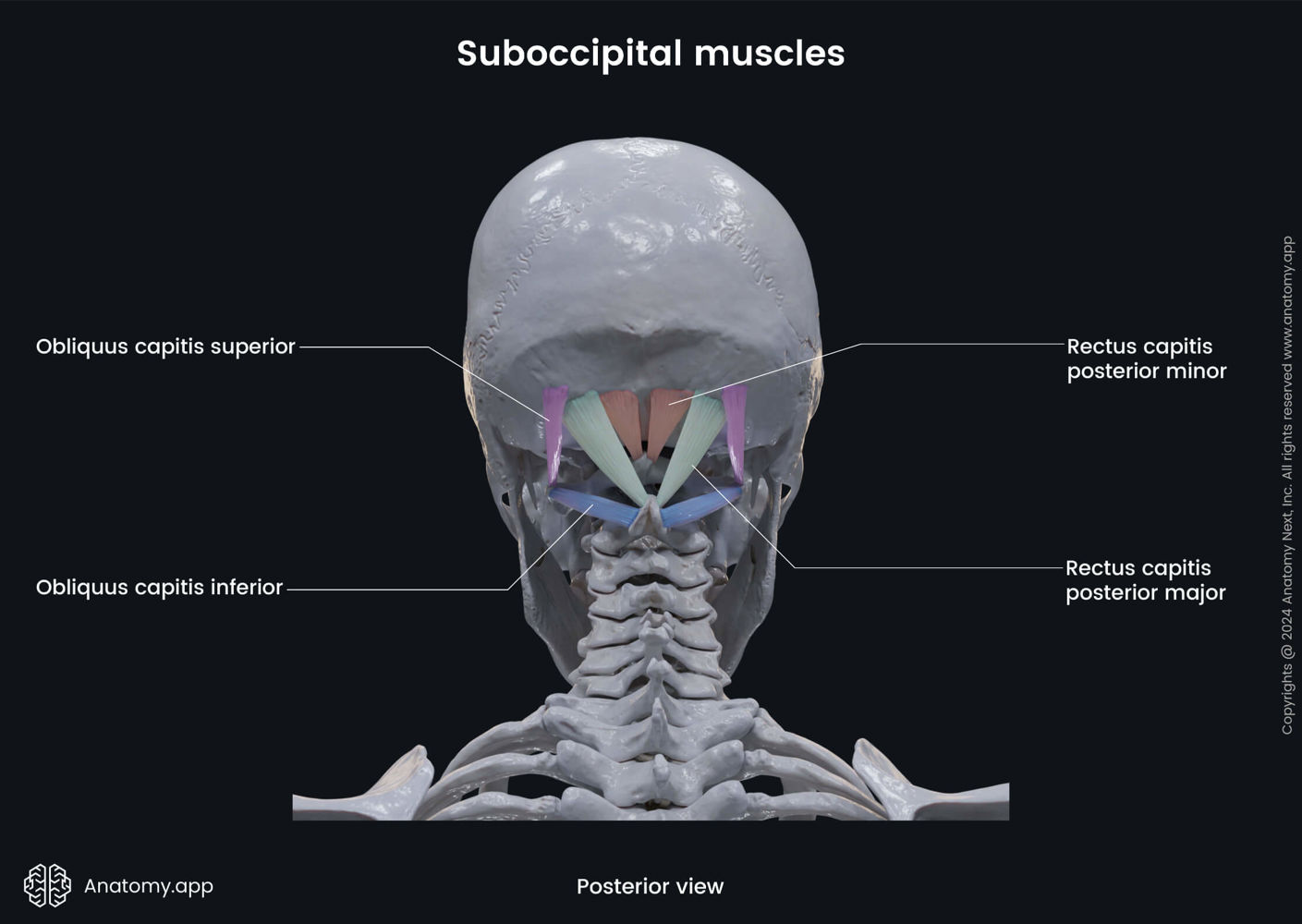 Suboccipital muscles | Anatomy.app