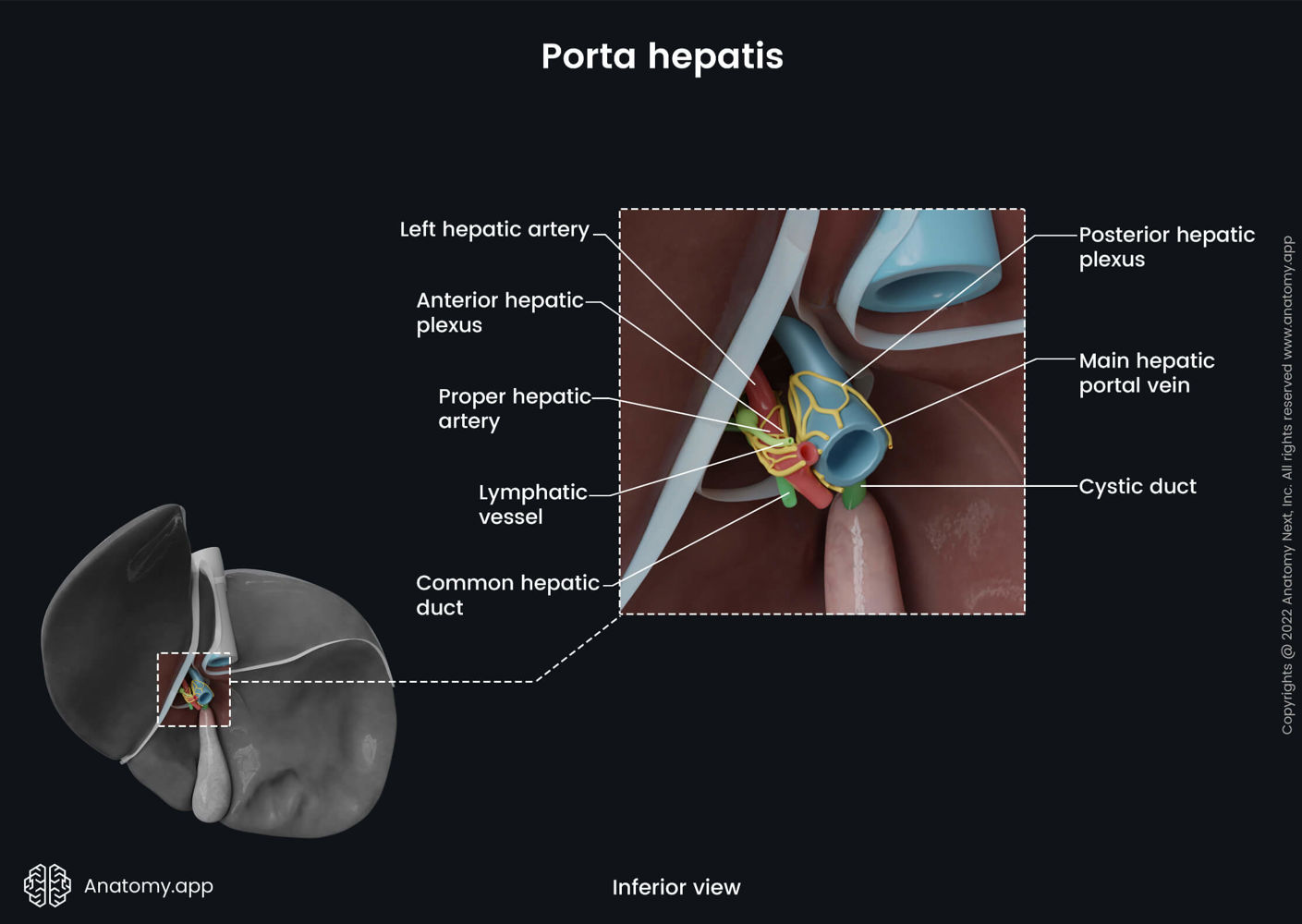 Porta Hepatis Anatomy App
