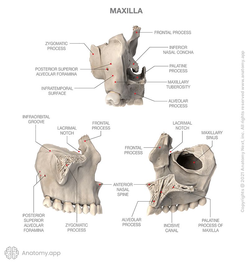 Maxilla (posterior view, lateral view, medial view) | Anatomy.app