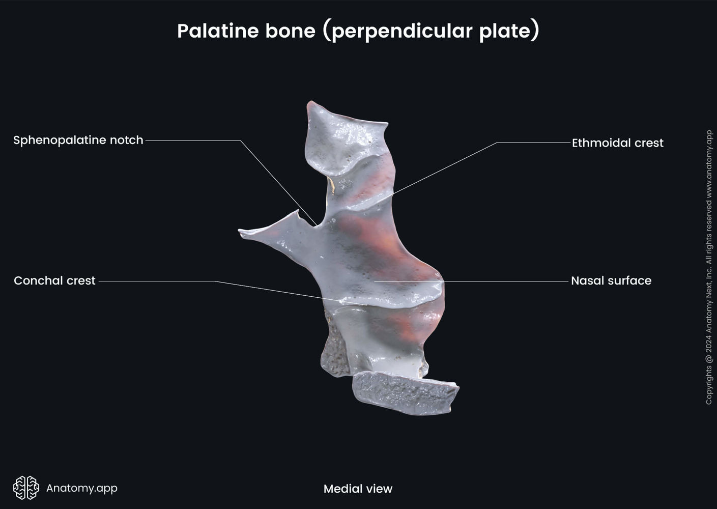 Nasal surface of perpendicular plate (palatine bone) | Anatomy.app