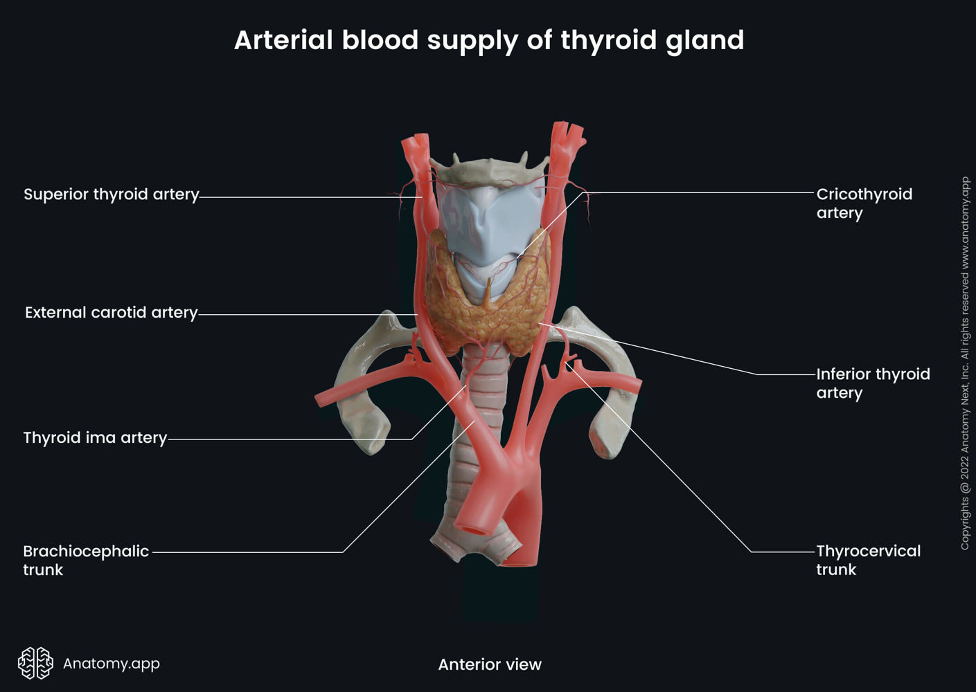 Arterial blood supply of thyroid gland | Anatomy.app