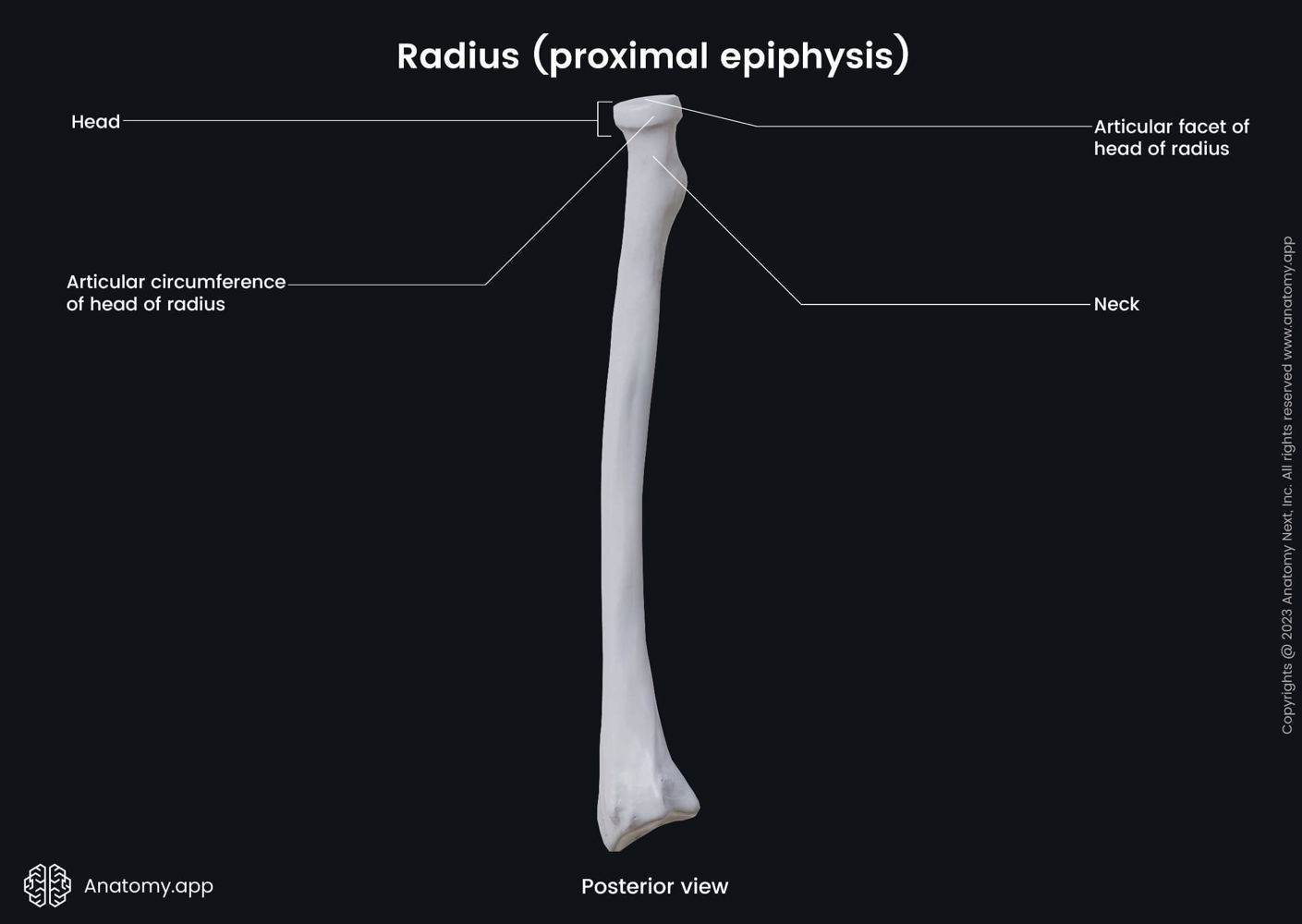 Proximal epiphysis of radius | Anatomy.app