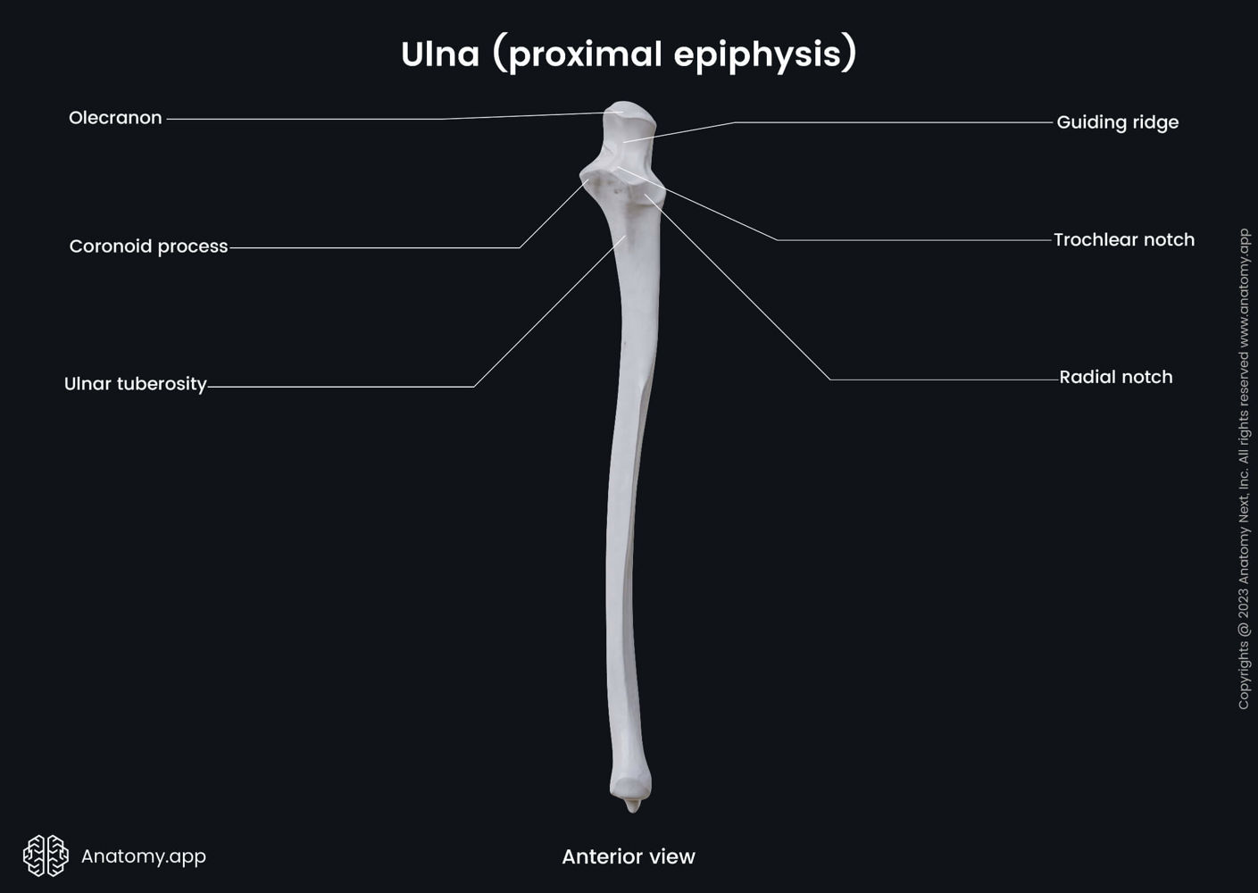 Proximal epiphysis of ulna | Anatomy.app