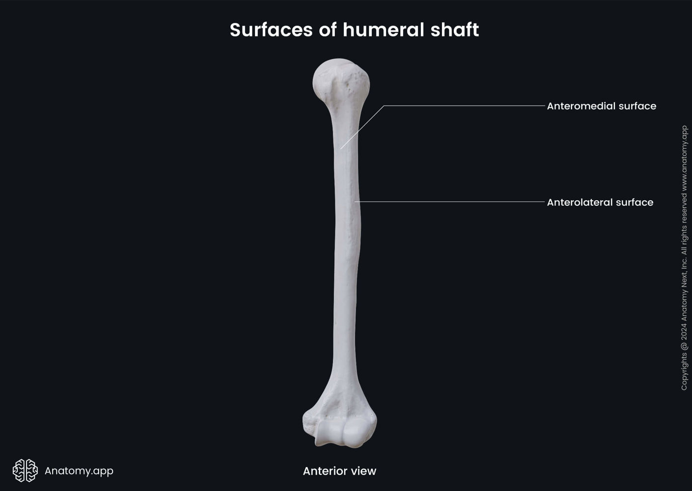 Surfaces of humeral shaft (anterior view) | Anatomy.app