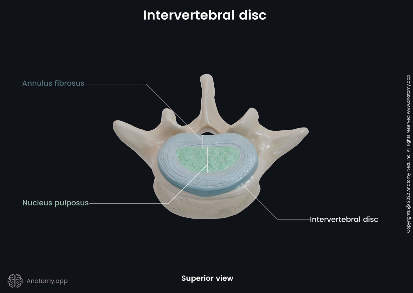Superior view of intervertebral disc | Anatomy.app