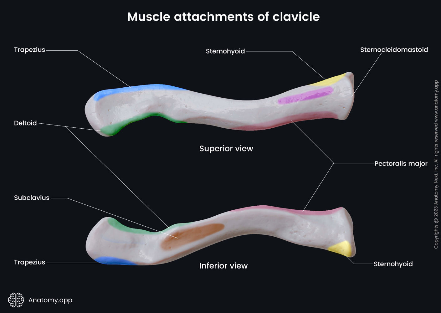 Muscle attachments to clavicle | Anatomy.app