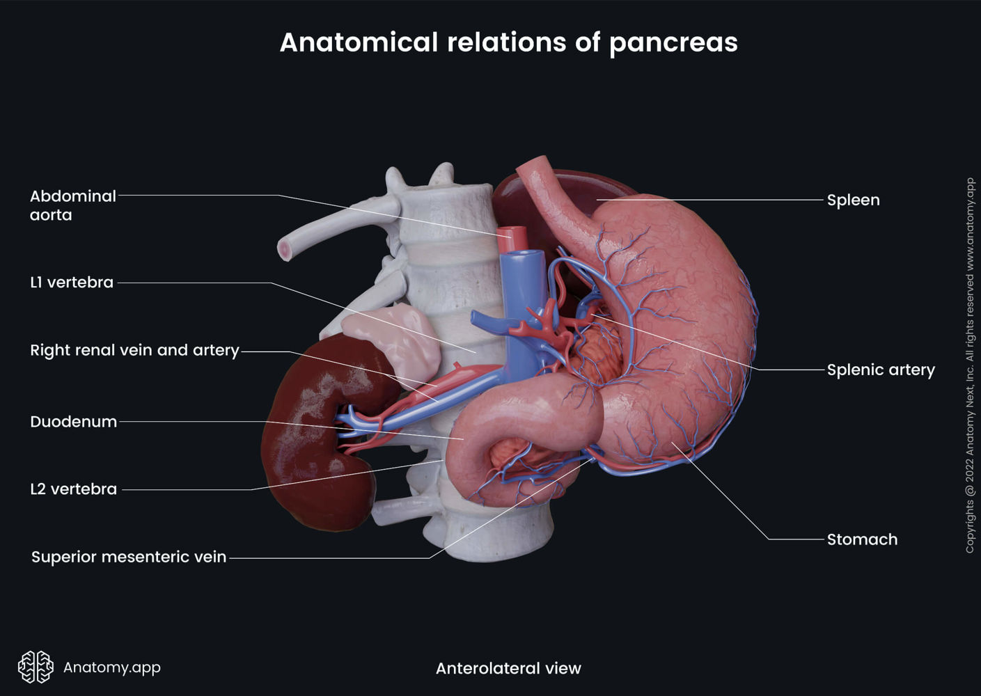 Anatomical relations of pancreas (anterolateral view) | Anatomy.app