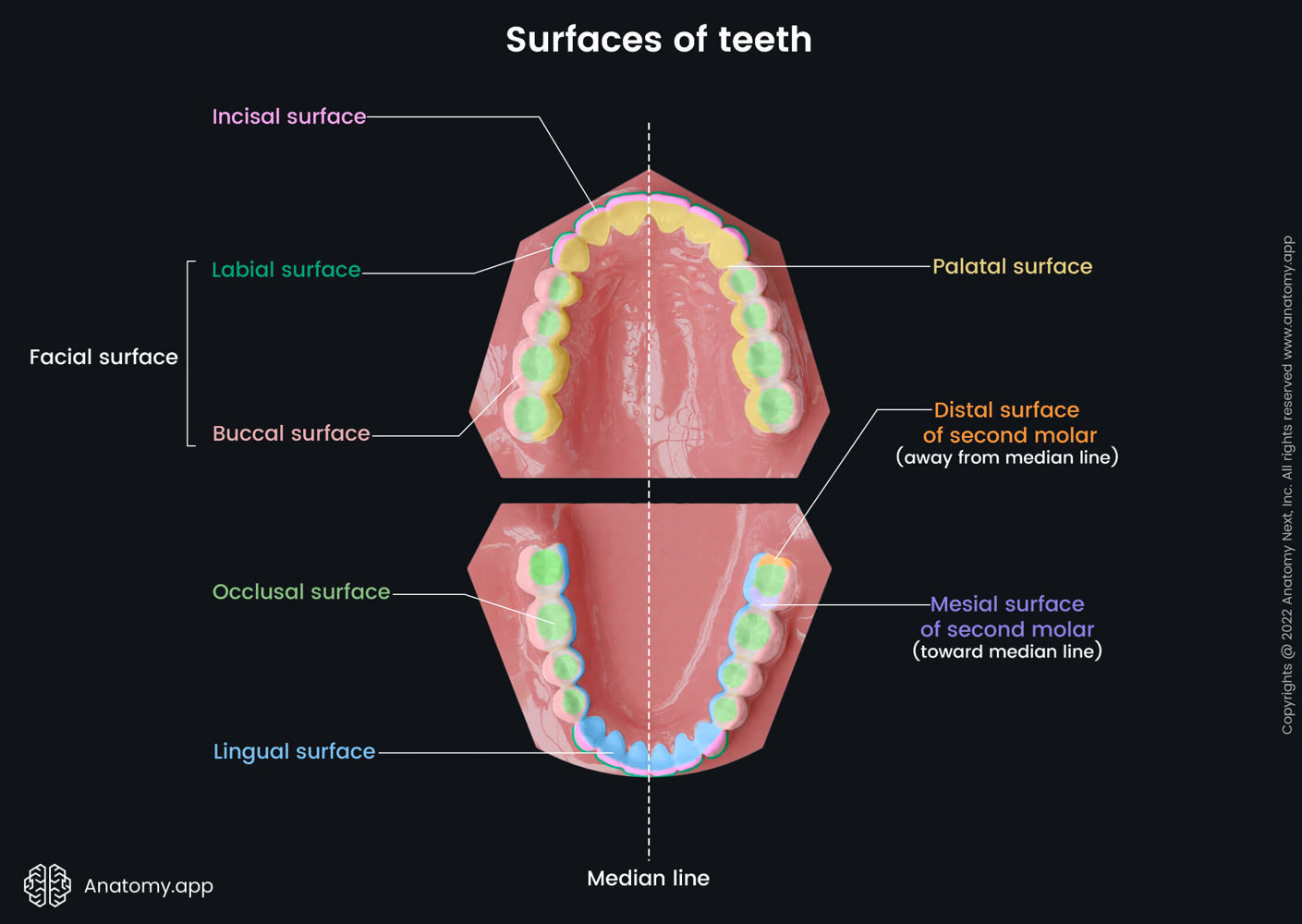 Surfaces of teeth (overview) | Anatomy.app