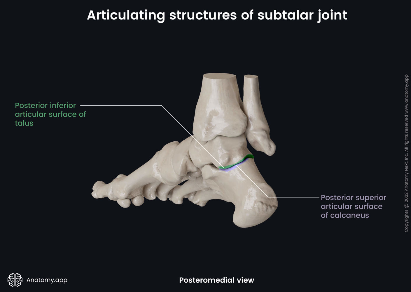 Articulating structures of subtalar joint (posteromedial view ...
