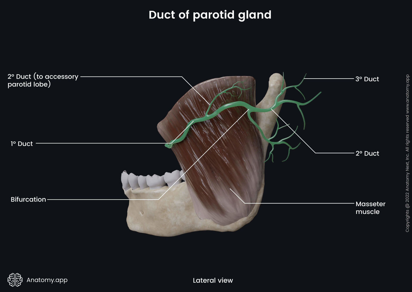 Parotid duct | Anatomy.app