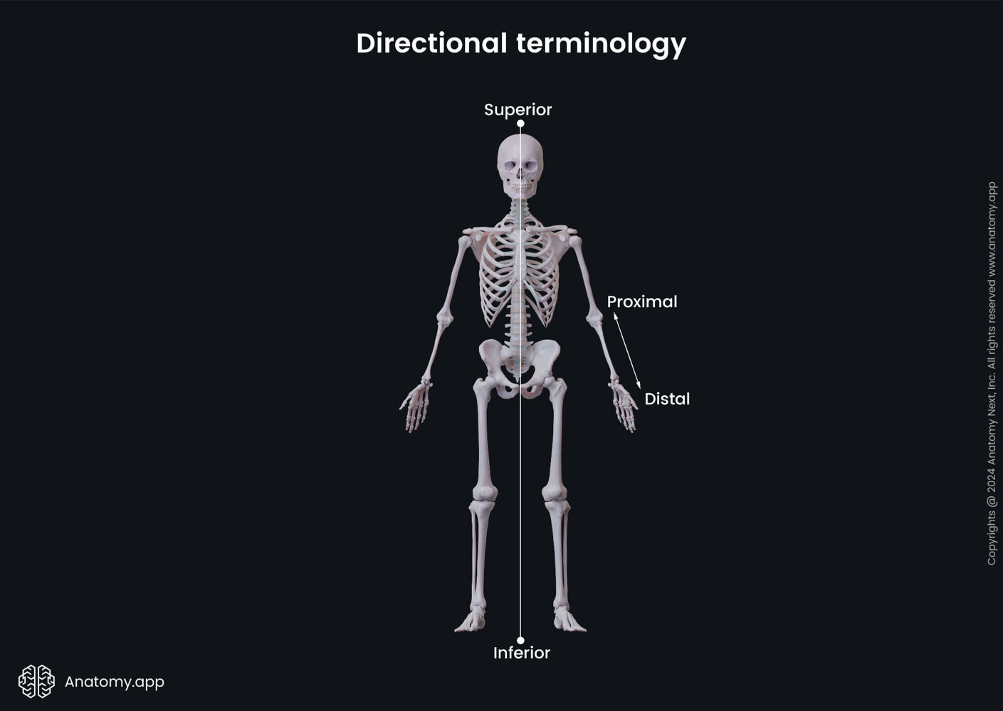 Directional terminology (proximal, distal) | Anatomy.app