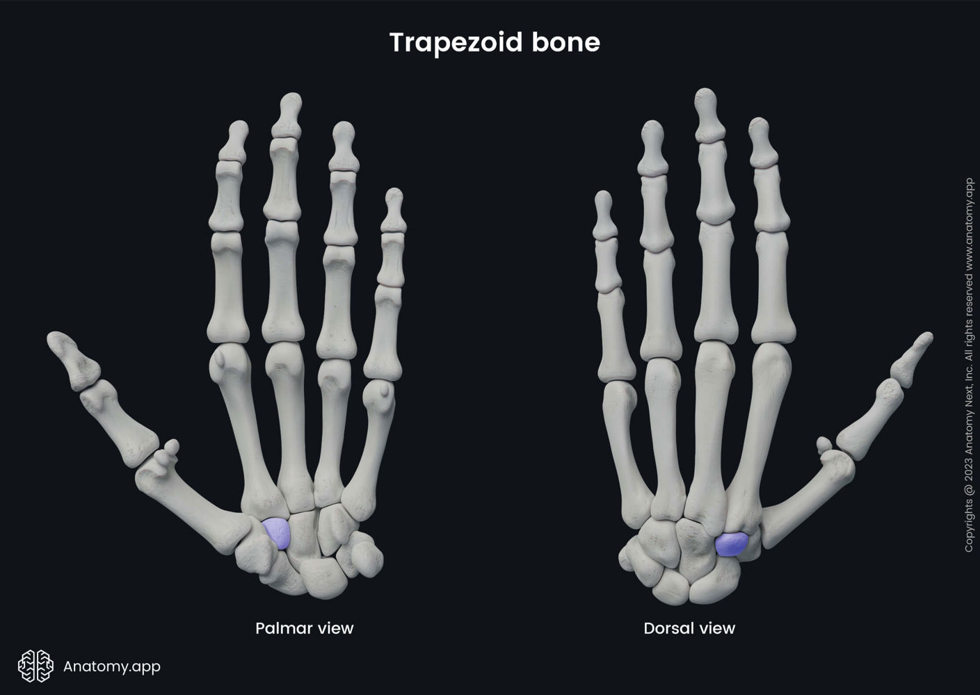 Trapezoid | Anatomy.app