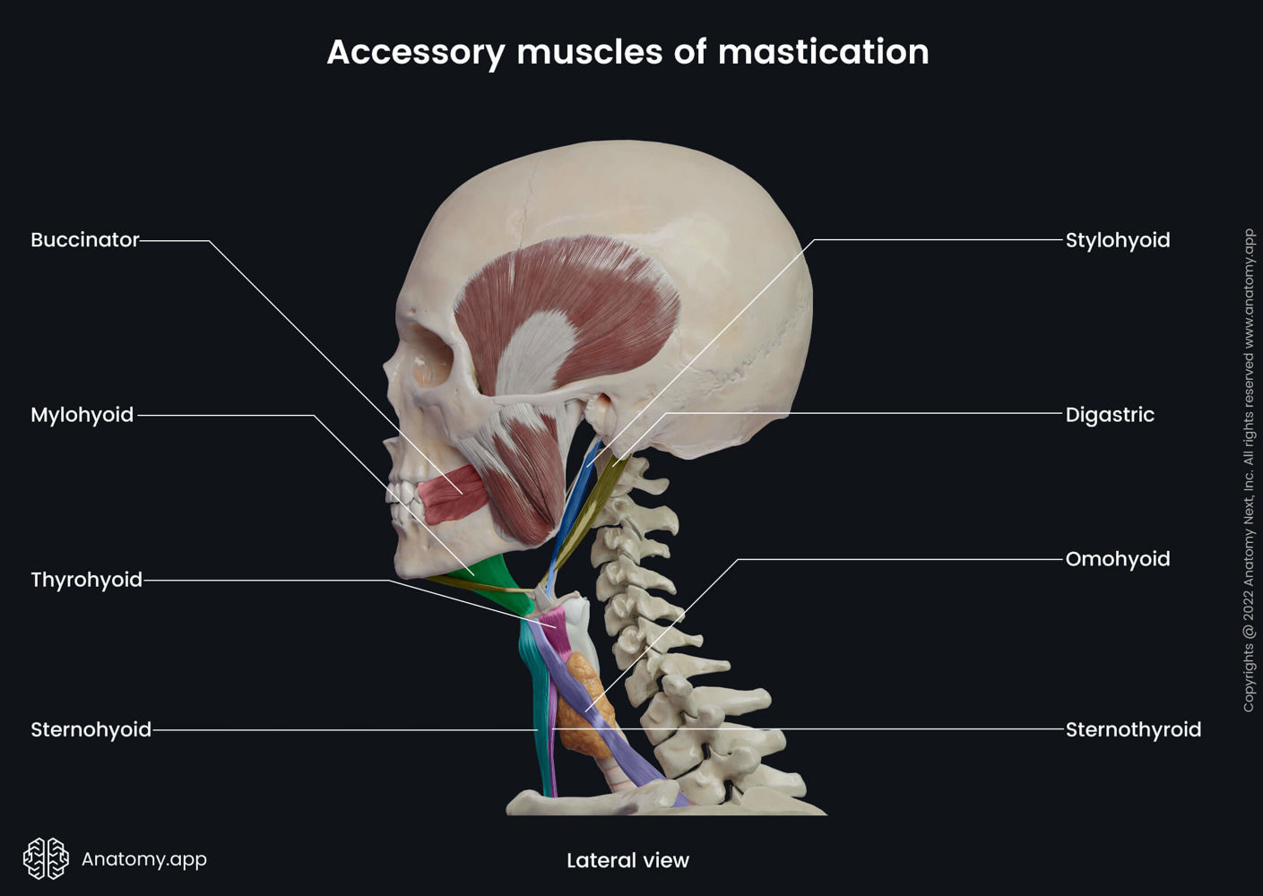 Accessory muscles of mastication (lateral view) | Anatomy.app