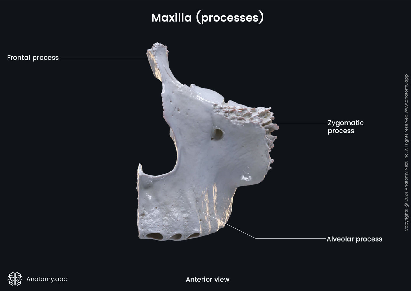 Processes of maxilla (anterior view) | Anatomy.app