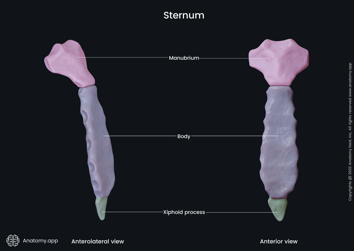 Sternum parts | Anatomy.app