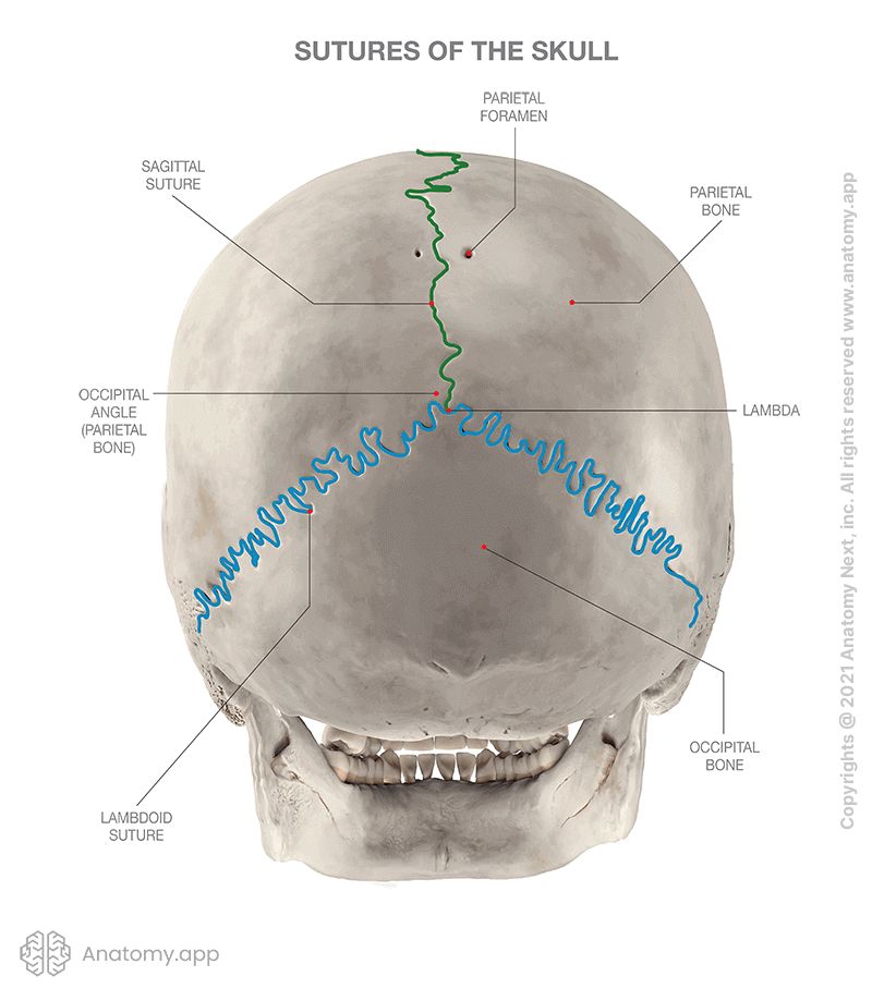 Sutures of neurocranium (posterior view) | Anatomy.app