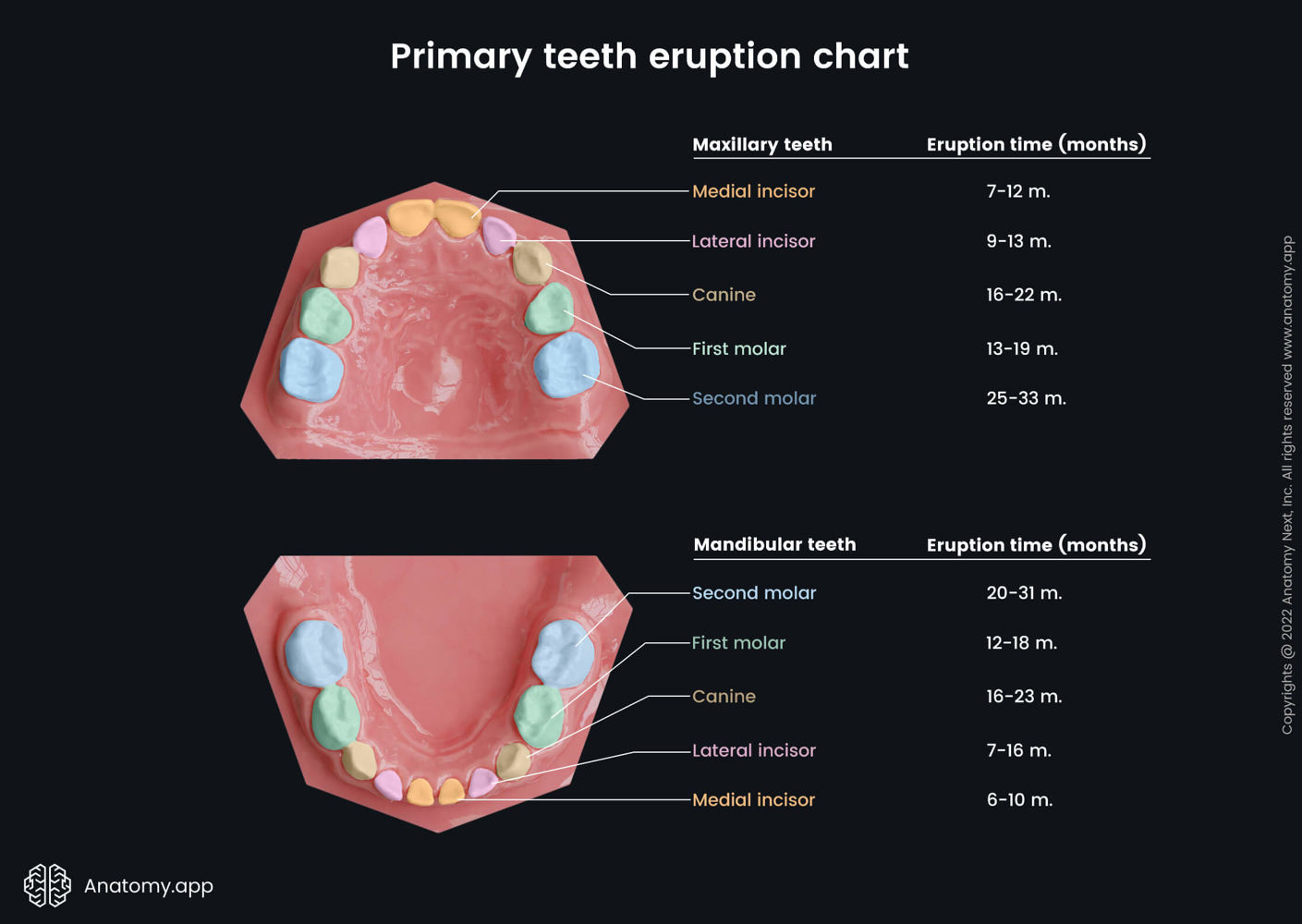 Primary teeth eruption times | Anatomy.app