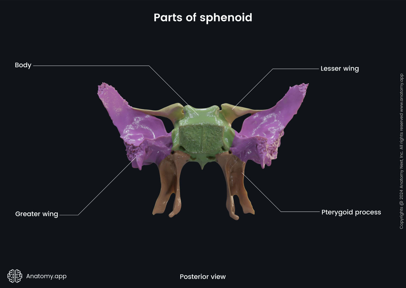 Parts of sphenoid (posterior view) | Anatomy.app