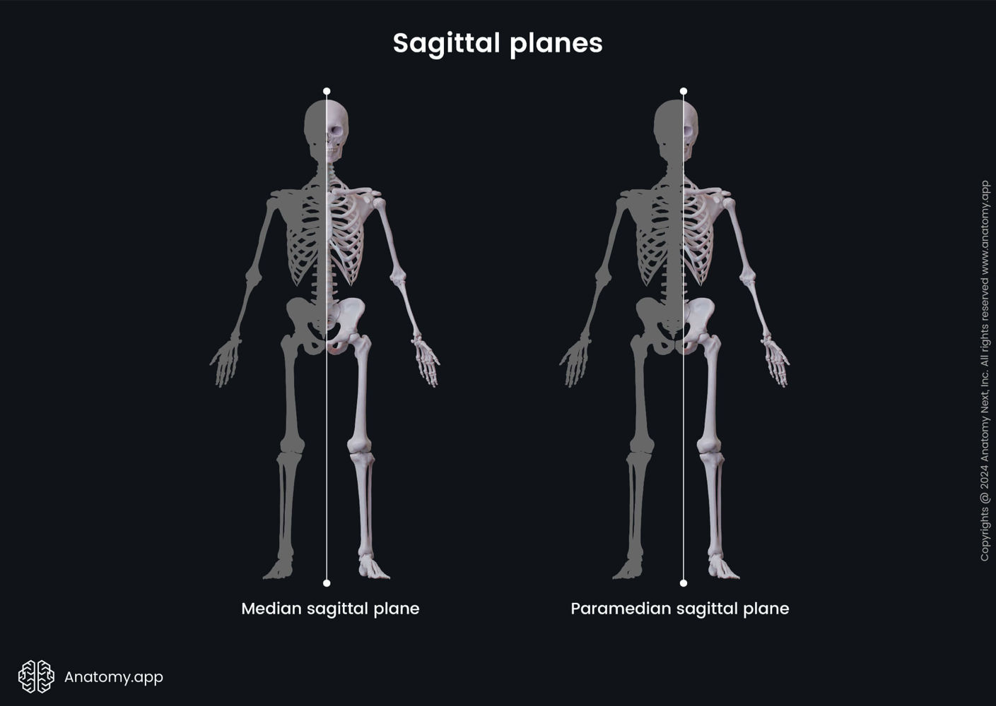 Sagittal planes | Anatomy.app