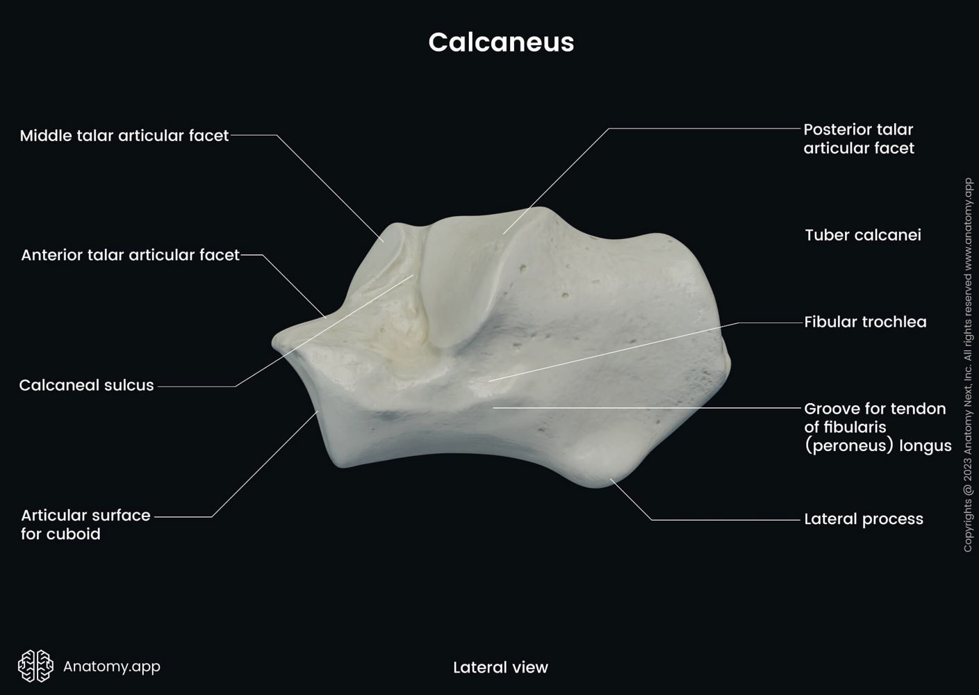 Calcaneus (lateral view) | Anatomy.app